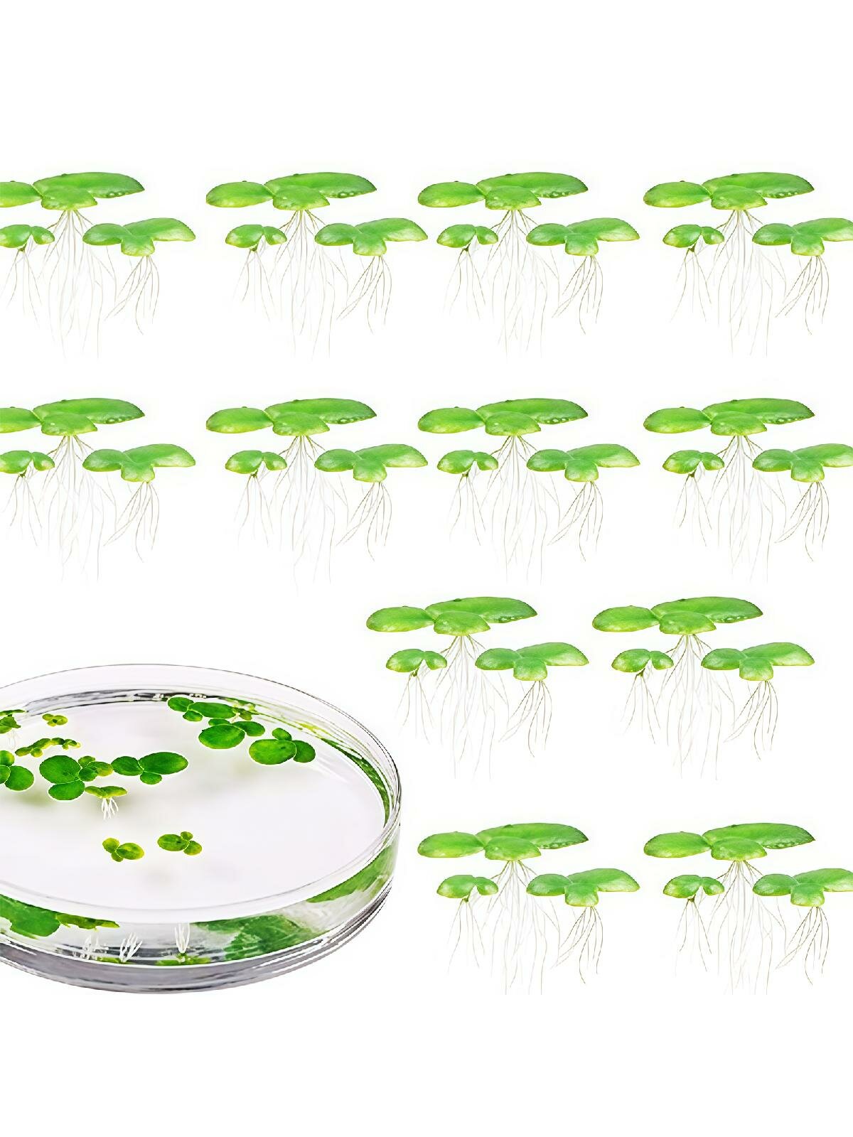 Пластиковые плавающие аквариумы с ряской Украшения Среда обитания растений