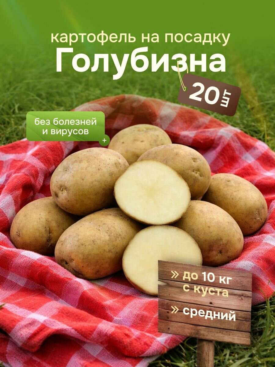 Семенной картофель на посадку Голубизна 20 шт (средний)
