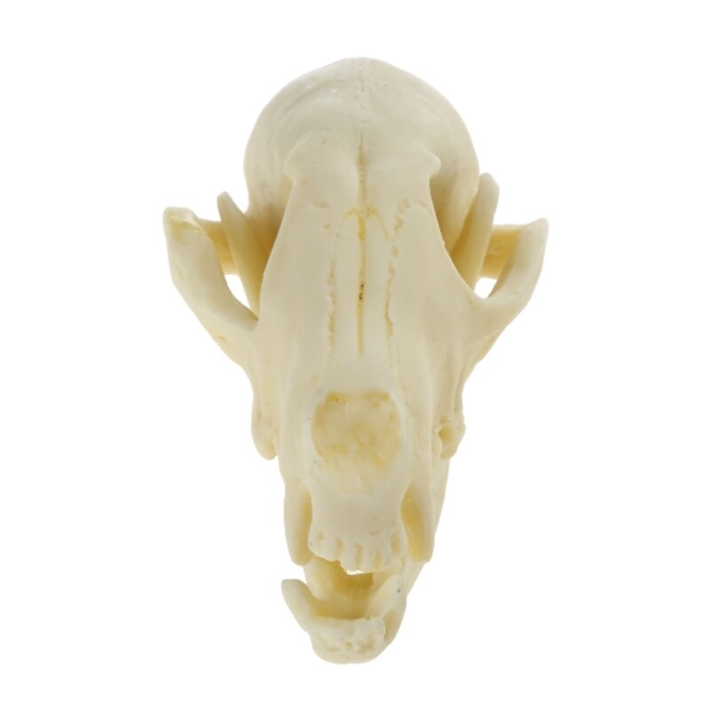 Образец черепа лисы образец отбеленной кости лисы