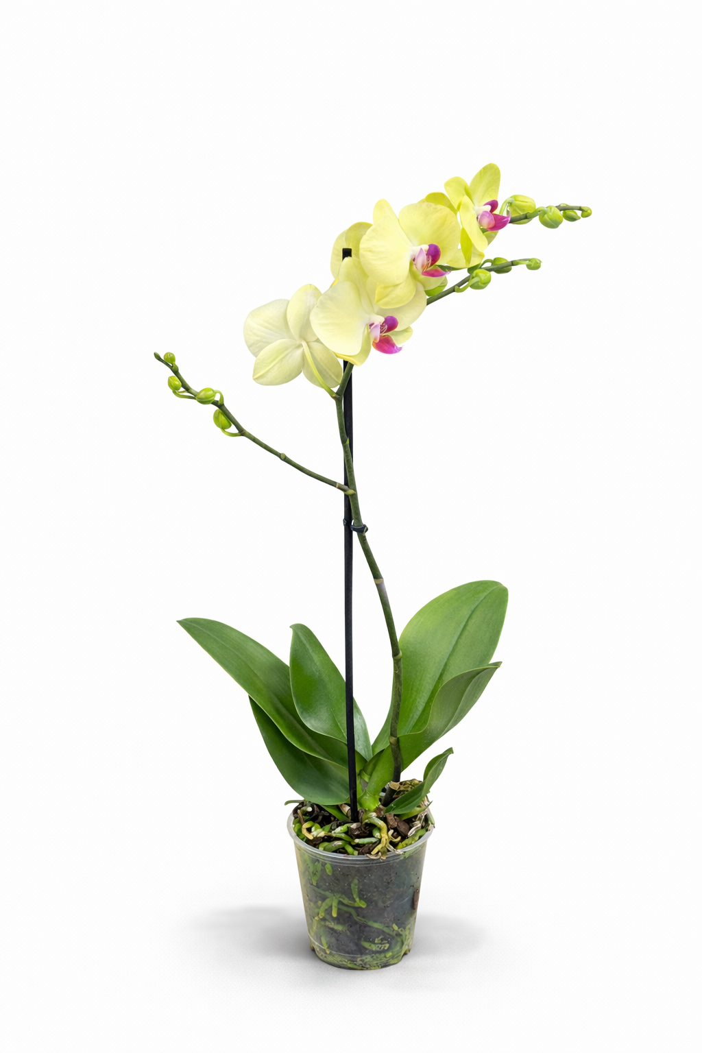 Орхидея Фаленопсис Макси светло-жёлтая, 1 цветонос (Phalaenopsis) — нежное цветение