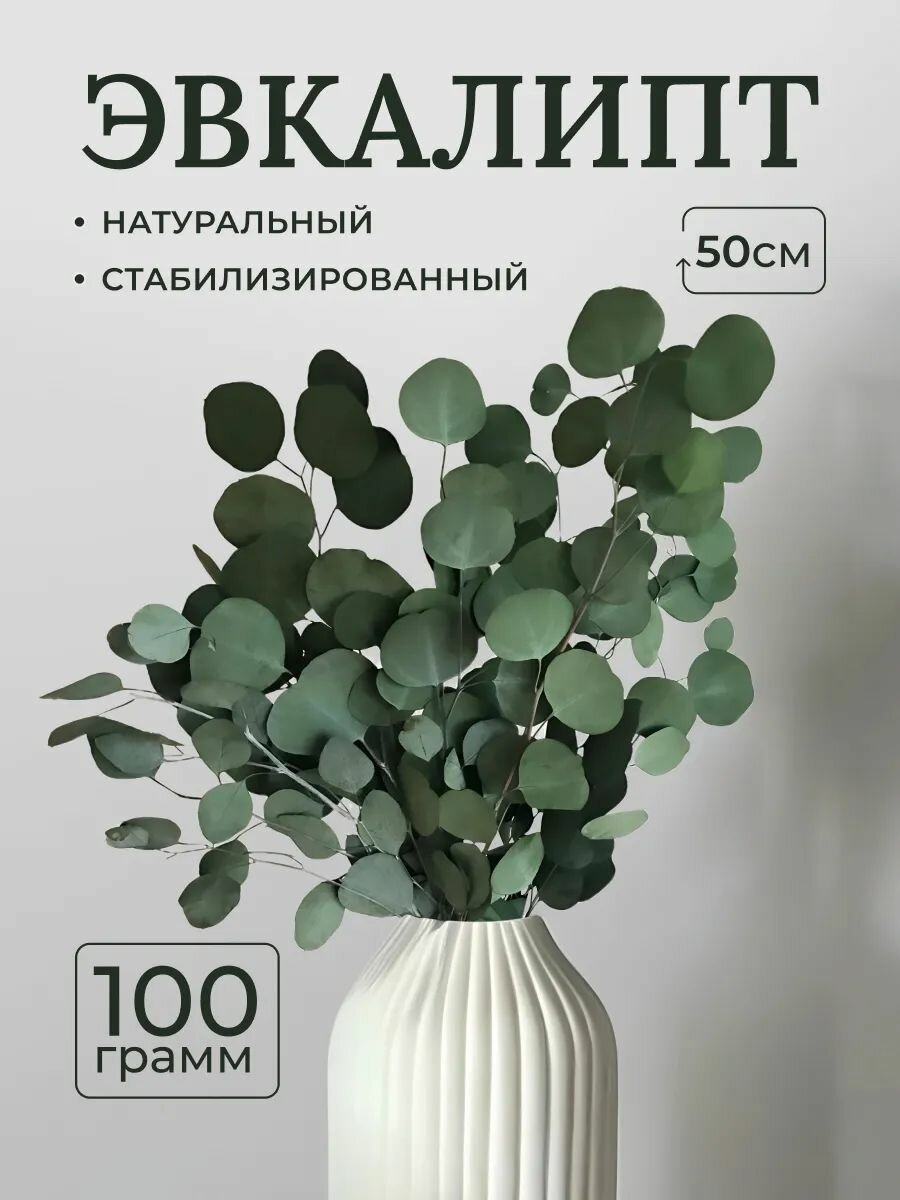 Эвкалипт стабилизированный натуральный Сухоцветы для декора