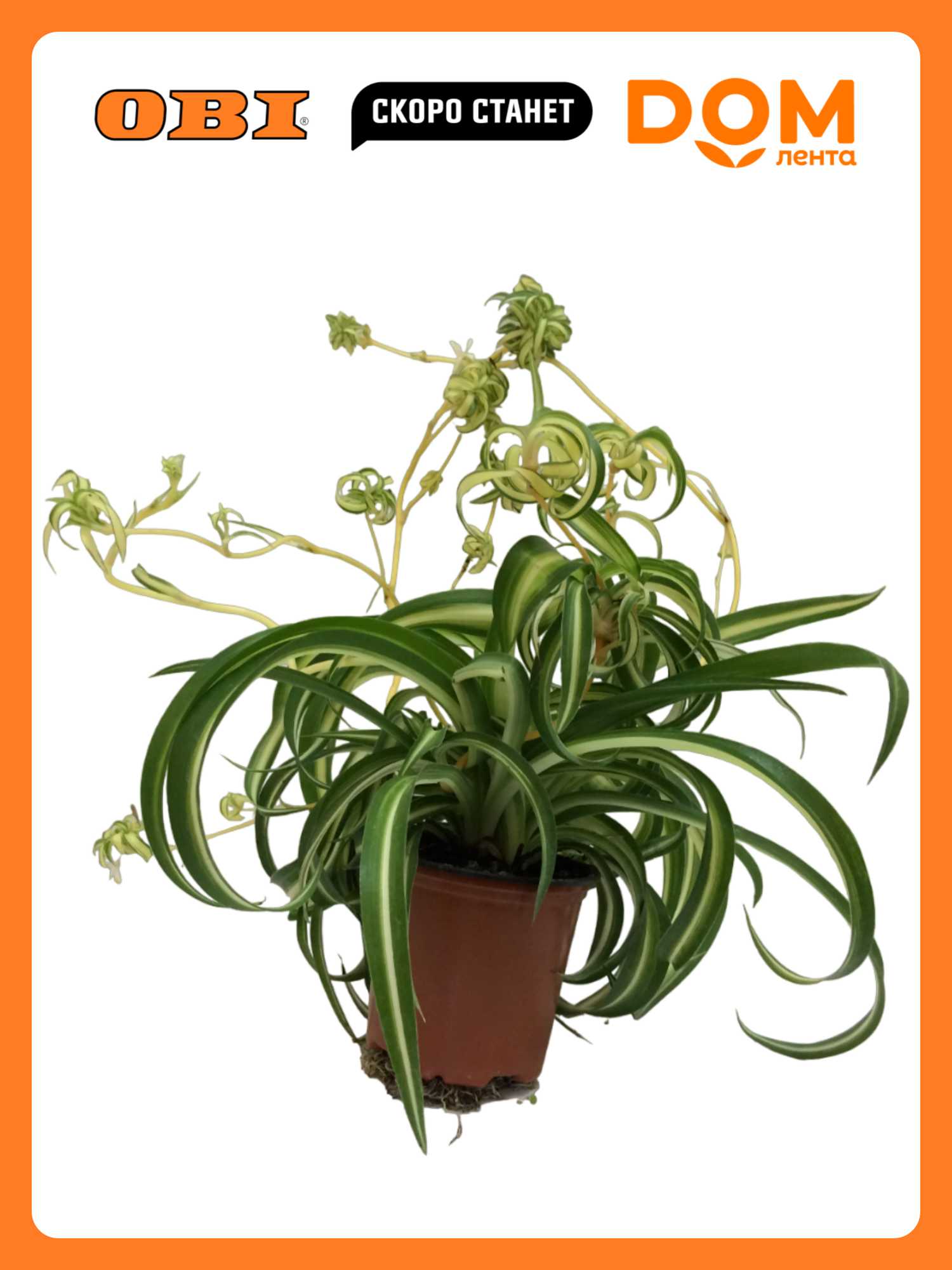 Хлорофитум D12, ампельный, многолетнее, декоративно-лиственное растение