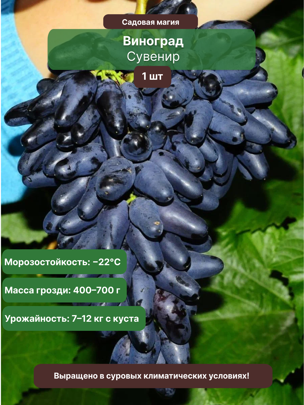 Виноград Сувенир (1 шт) / многолетний, морозостойкий ( — 18°C) сорт
