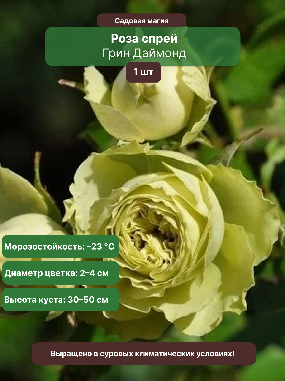 Роза спрей Грин Даймонд , 1 саженец , многолетняя , зеленый цвет