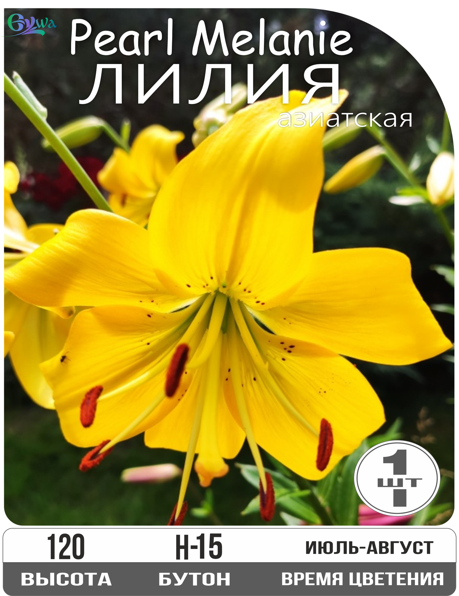 Лилия луковицы многолетние Перл Мелани, азиатская, высота 120 см, 1шт.