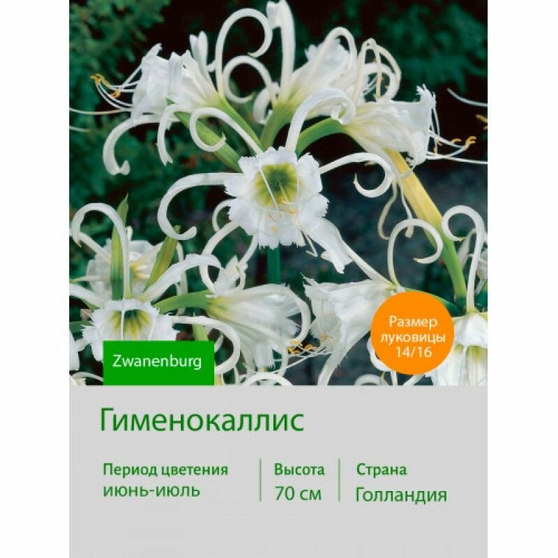 Гименокаллис Цваненбург (Zwanenburg) 5 шт сотка