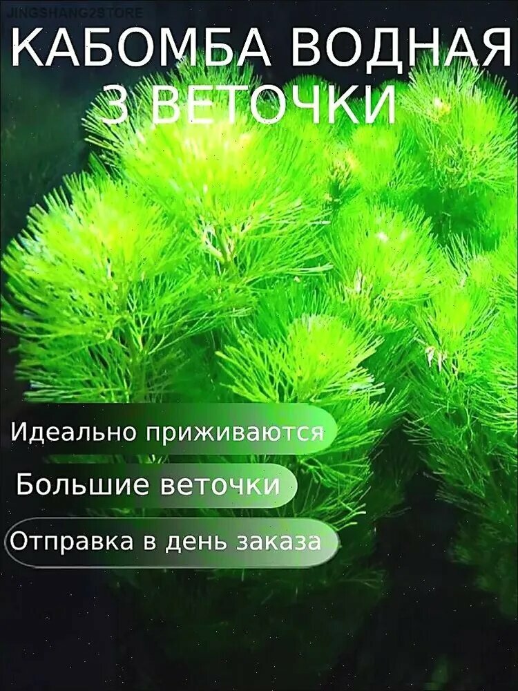 Кабомба обыкновенная - 3 ветки. Живое аквариумное растение