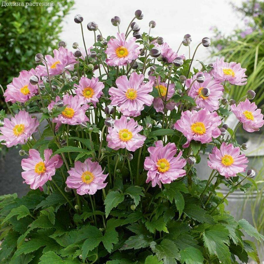 Анемона гибридная Монт-роз (1 корневище в пакете с торфом), Нидерланды