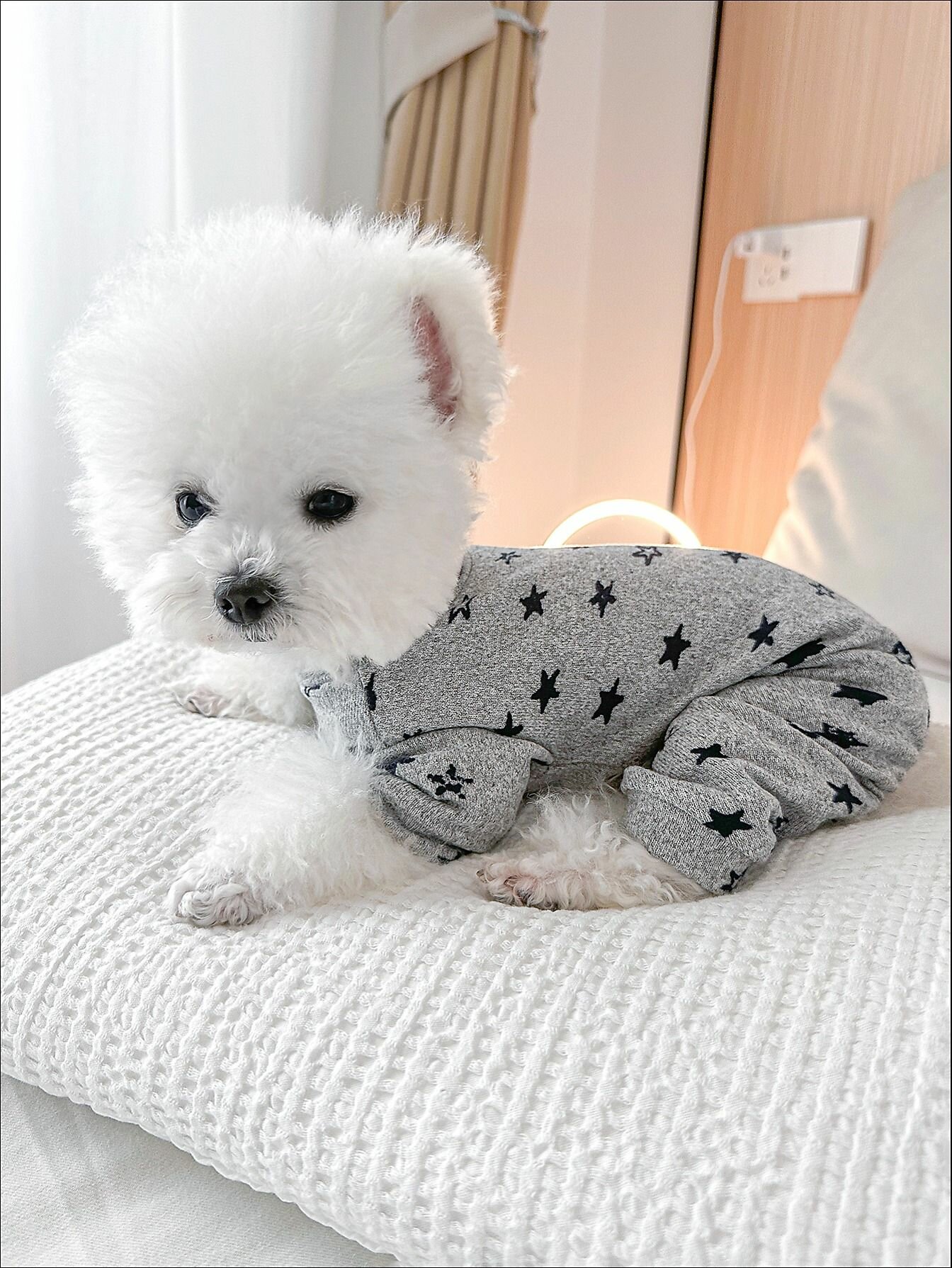 Костюм Petcircle "Lucky Dog", для собак, гипоаллергенный, универсальный размер