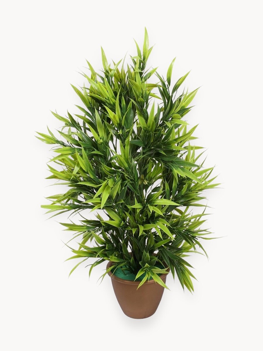 Кустарник Holodilova