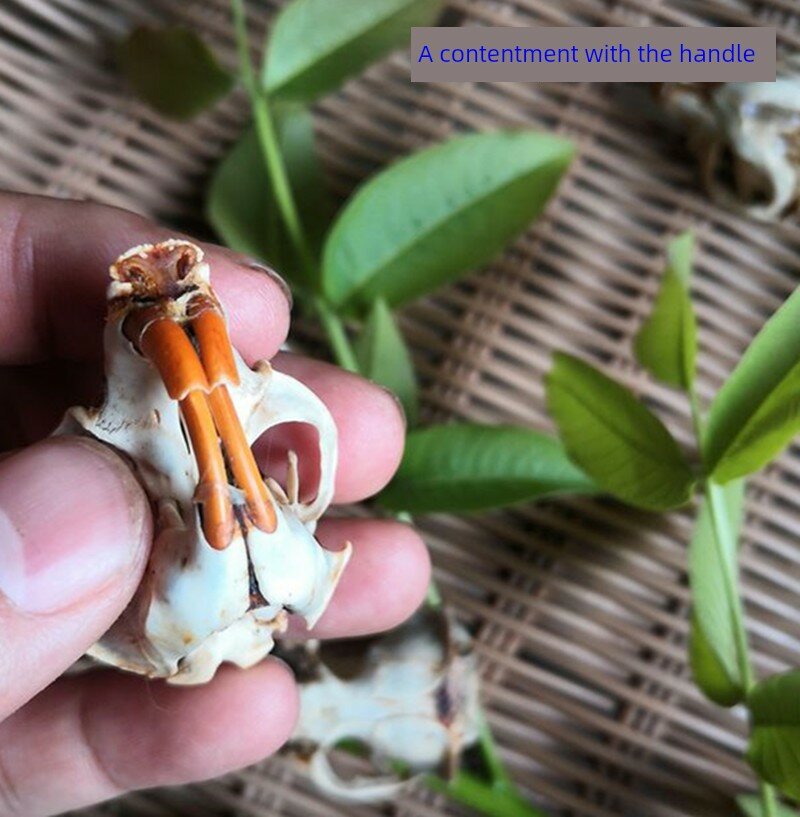 Натуральный череп животного 5 см для домашнего декора, белая статуэтка из настоящей кости, оригинальная ручная работа