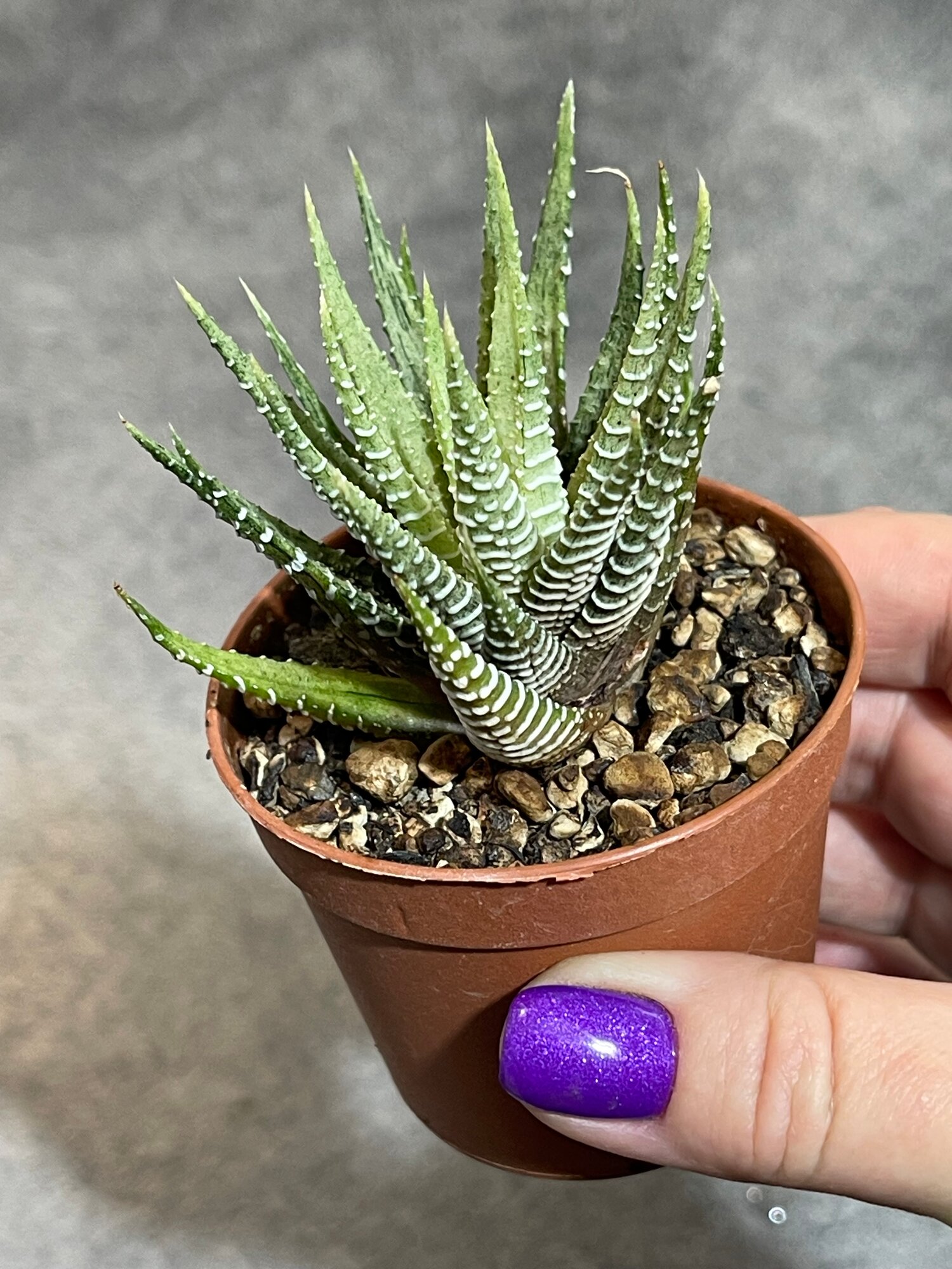 Хавортия Фасциата Вариегата d7