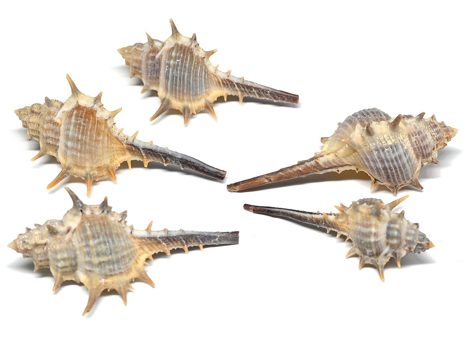 Ракушки Мурекс Редкошипый натурального цвета 75*40*30мм, 5 ракушек .