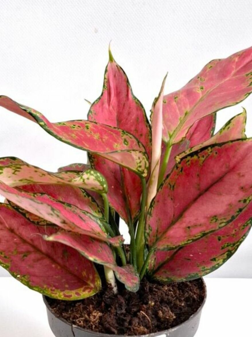 Аглаонема Черри Бейби