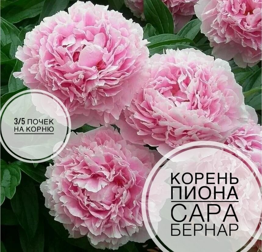 Корни пиона Сара бернар