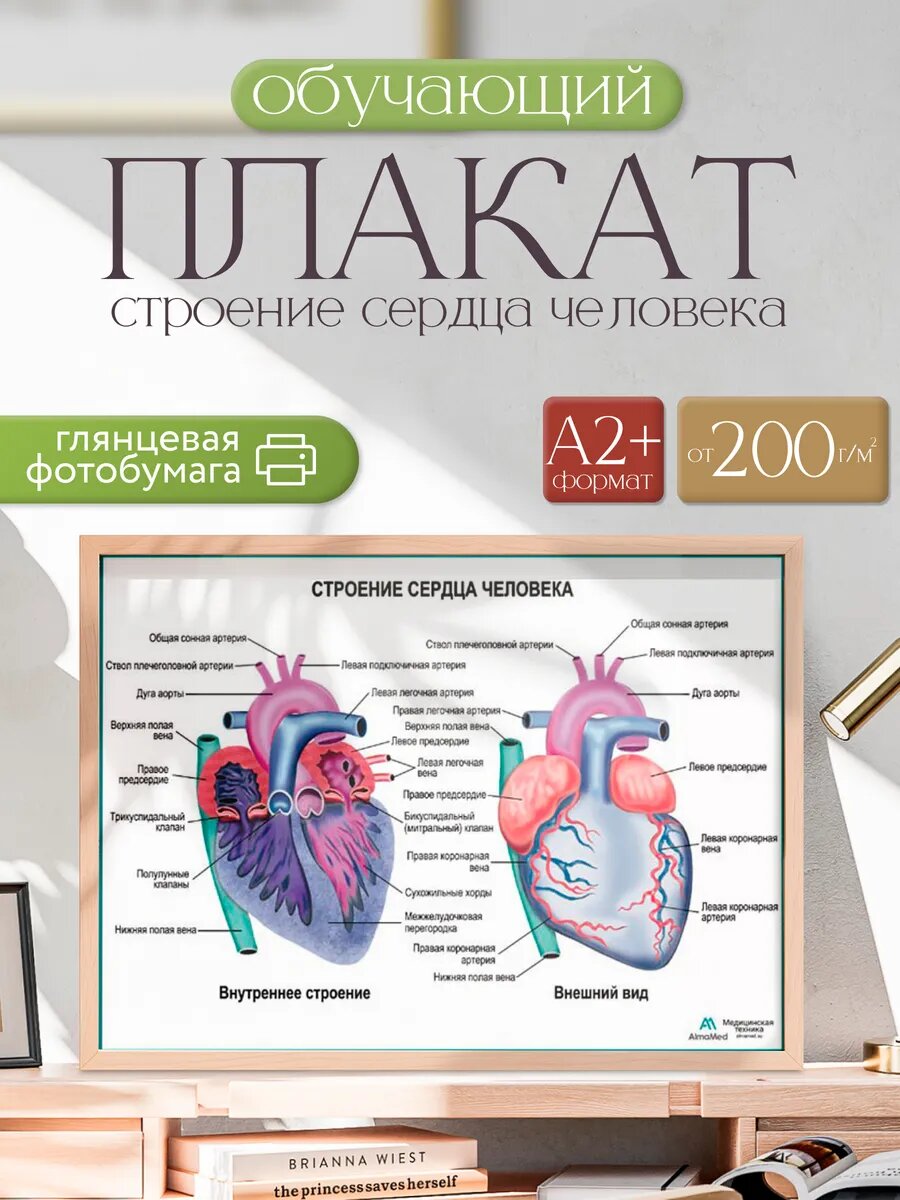 Строение сердца человека плакат А2+, глянцевая фотобумага от 200 г/кв. м
