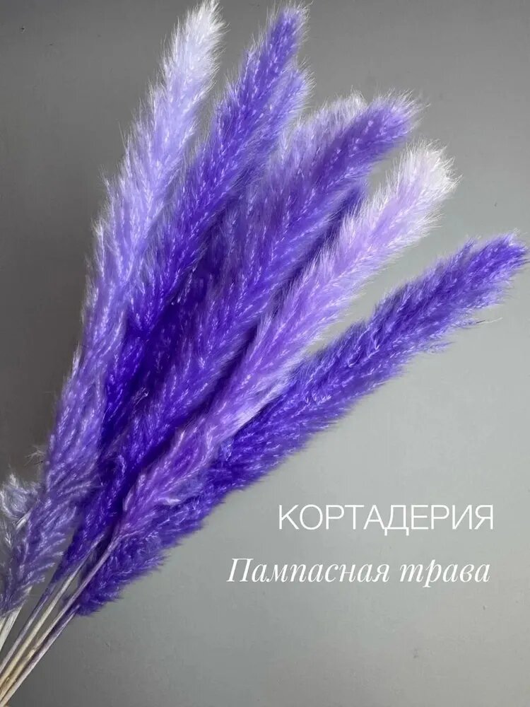 Сухоцветы Камышовая трава, 50 см, 70 гр, 15 шт