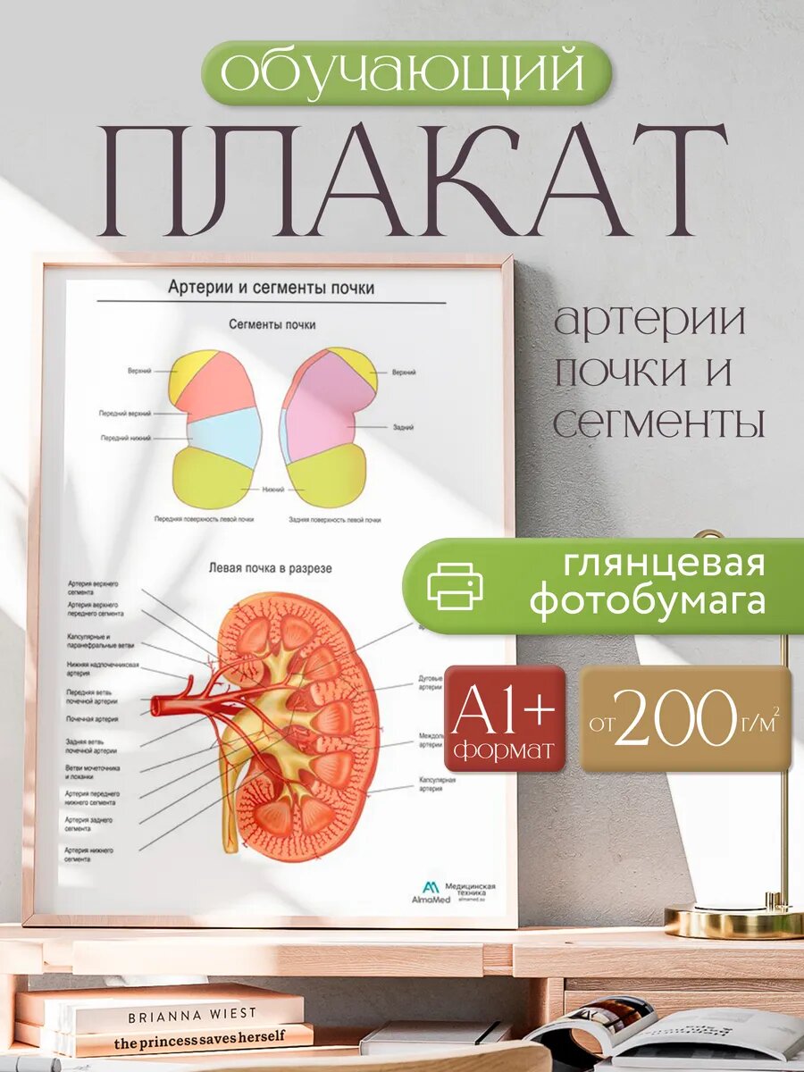 Артерии почки и сегменты, плакат глянцевый А1+, плотная фотобумага от 200г/м2