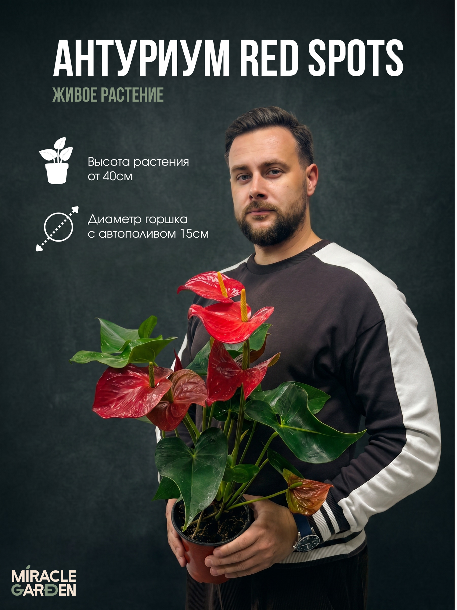 Комнатное растение Антуриум Red Spots 40 см D15 Живой цветок в горшке Miracle Garden