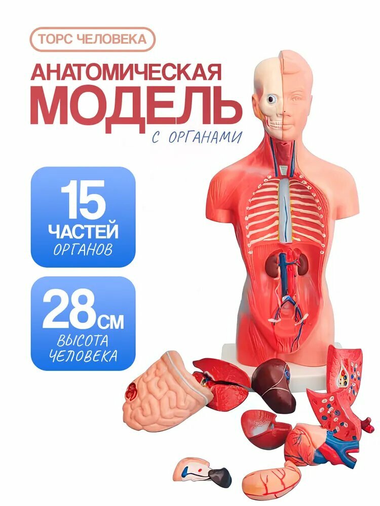 Анатомическая модель человека с органами 有器官的人的解剖模型 有器官的人的解剖模型