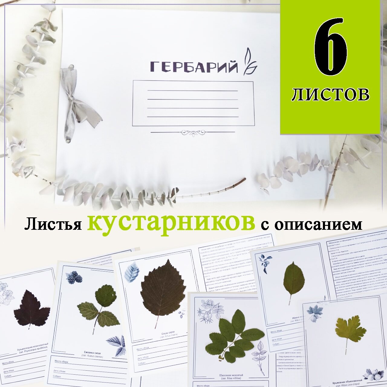Готовый гербарий для школы и детского сада