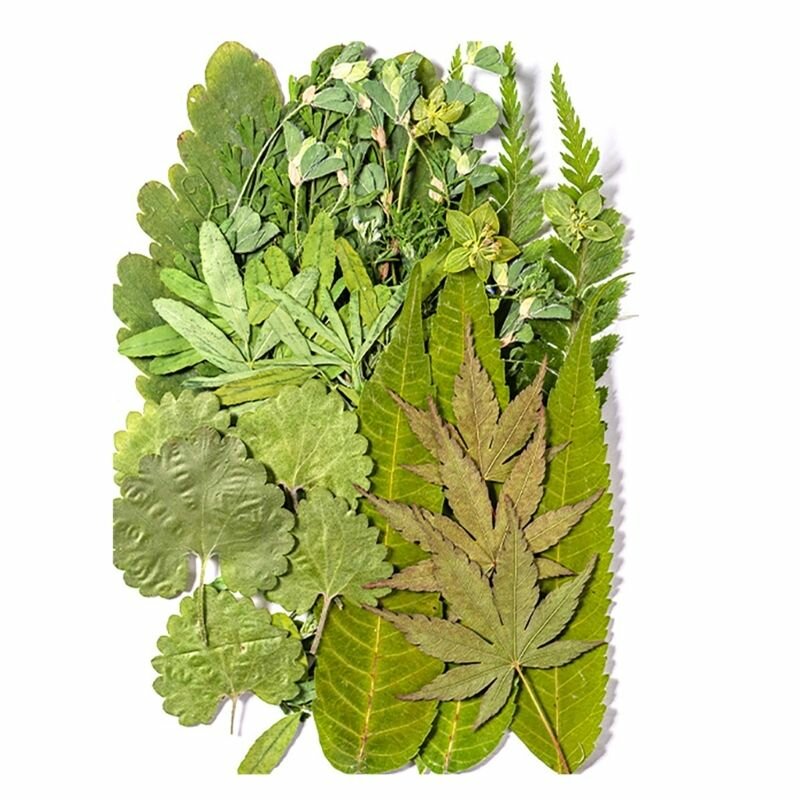 Прессованные сухие листья для эпоксидной смолы, - зеленые листья 4