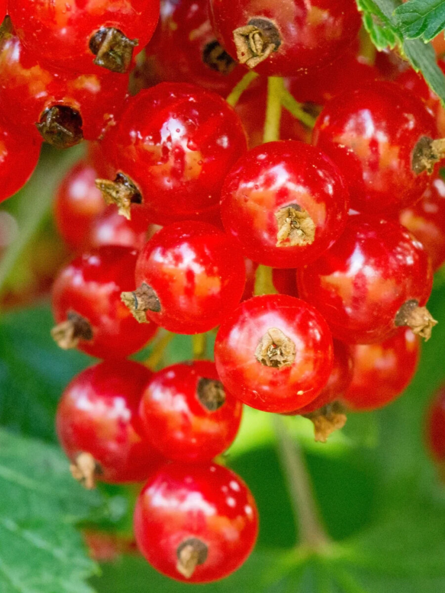 Смородина красная Красный крест 2 шт / многолетний, морозостойкий сорт