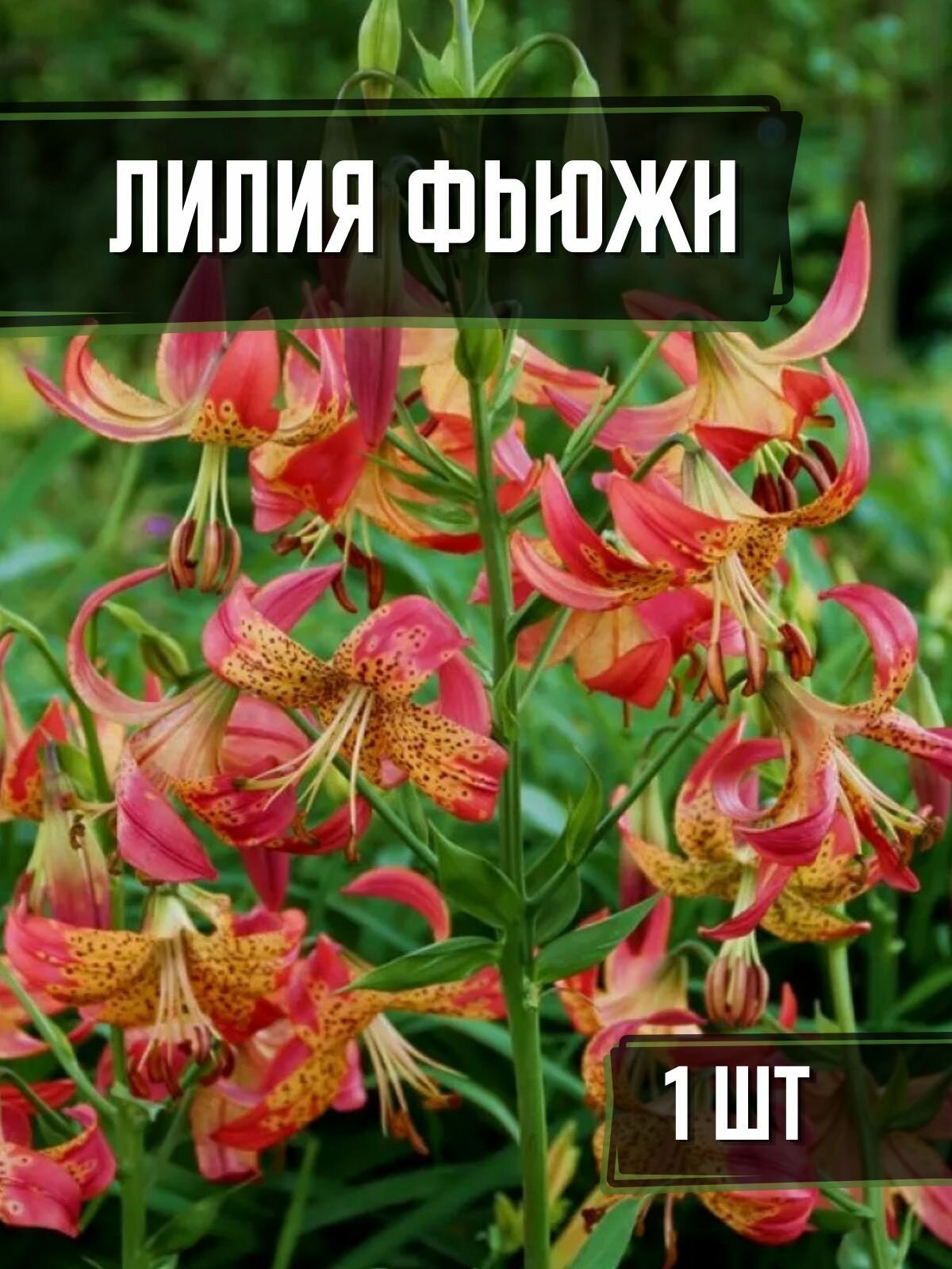 Лилия Фьюжн 1 шт