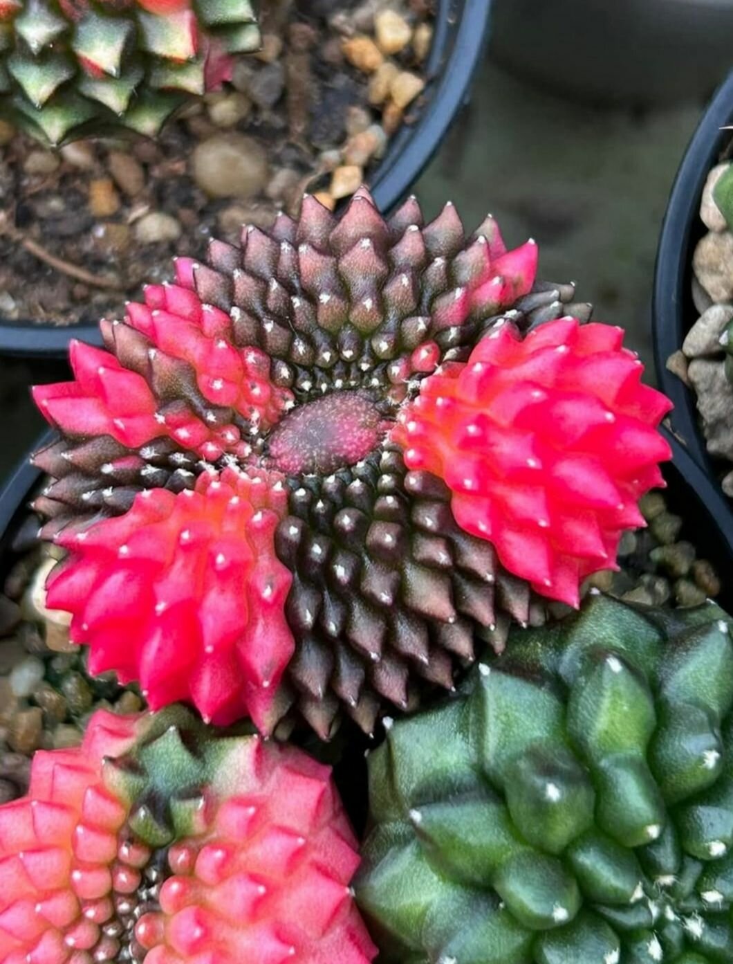 Кактус гребенчатый Гимнокалициум CRISTATA VARIEGATA (3шт)