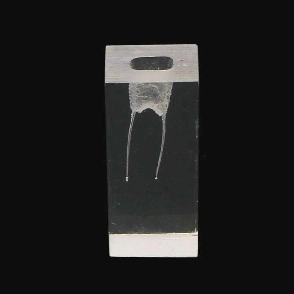 Мусслз Root Canal Training Model Clear- 3