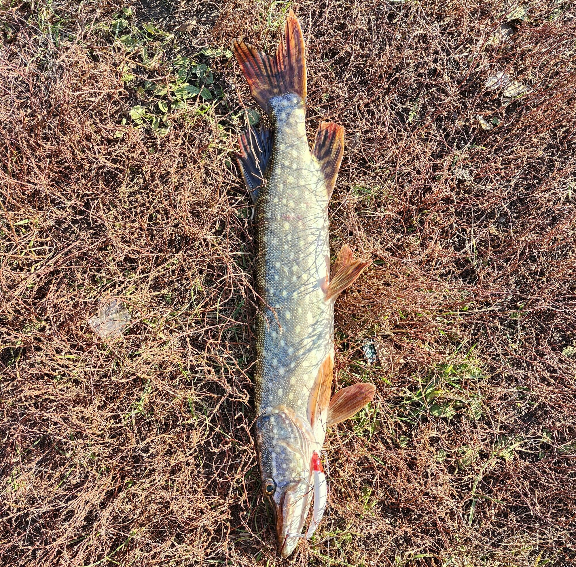 Воблер Bent Minnow 2 штуки