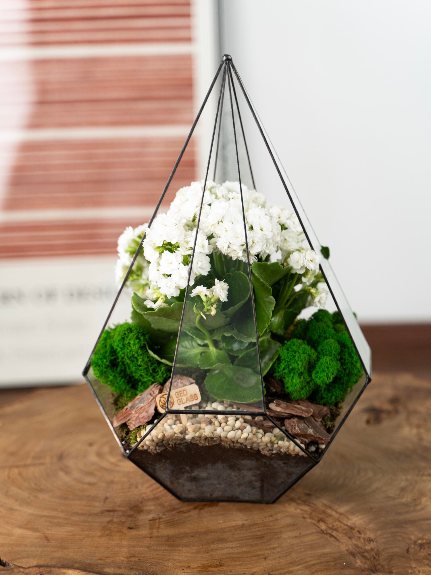 Geo Glass: Каланхоэ домашний во флорариуме из стекла , цветущее растение в колбе