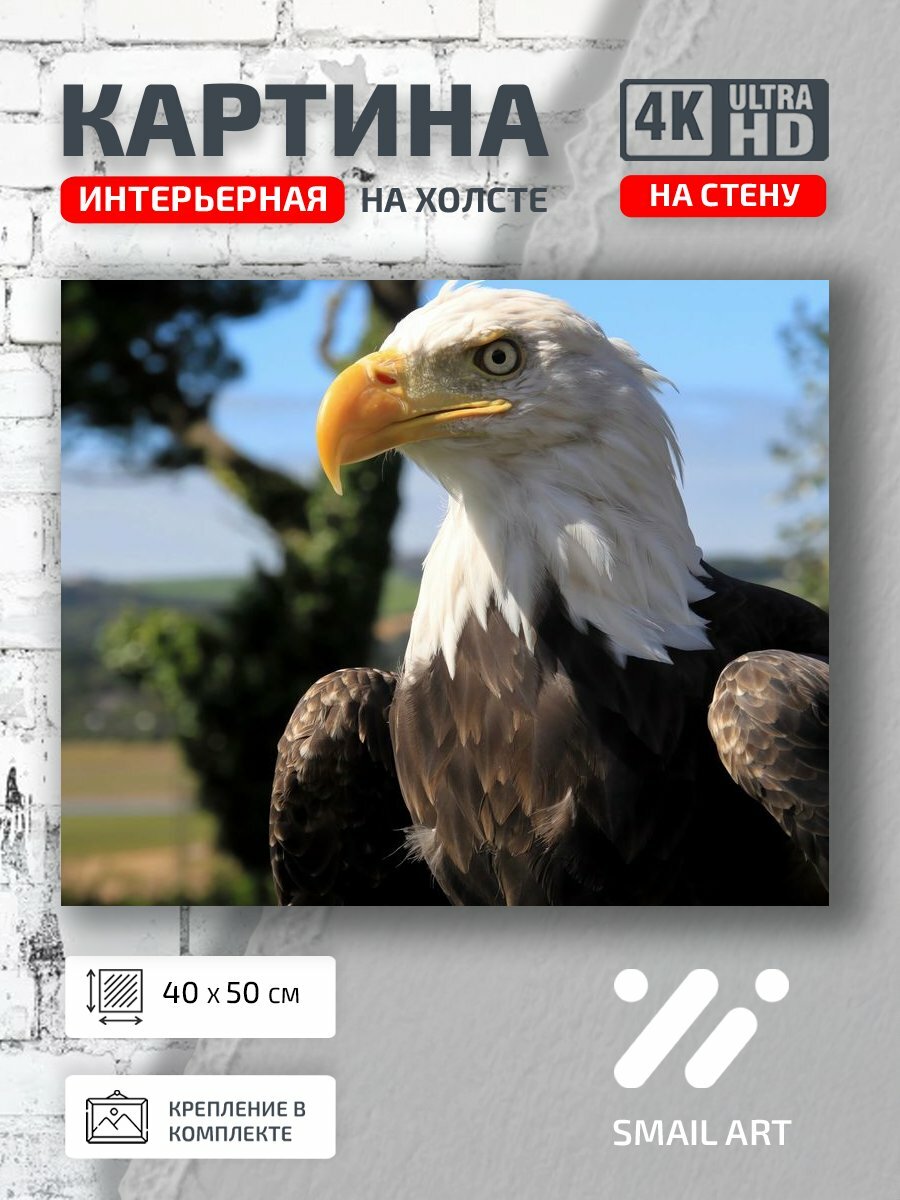 Картина на холсте интерьерная 40 на 50 на стену Клюв beak для гостиной animal style декор