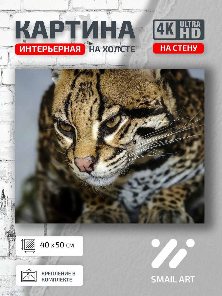 Картина на холсте интерьерная 40 на 50 на стену Кошка Animal для кафе animal style интерьер