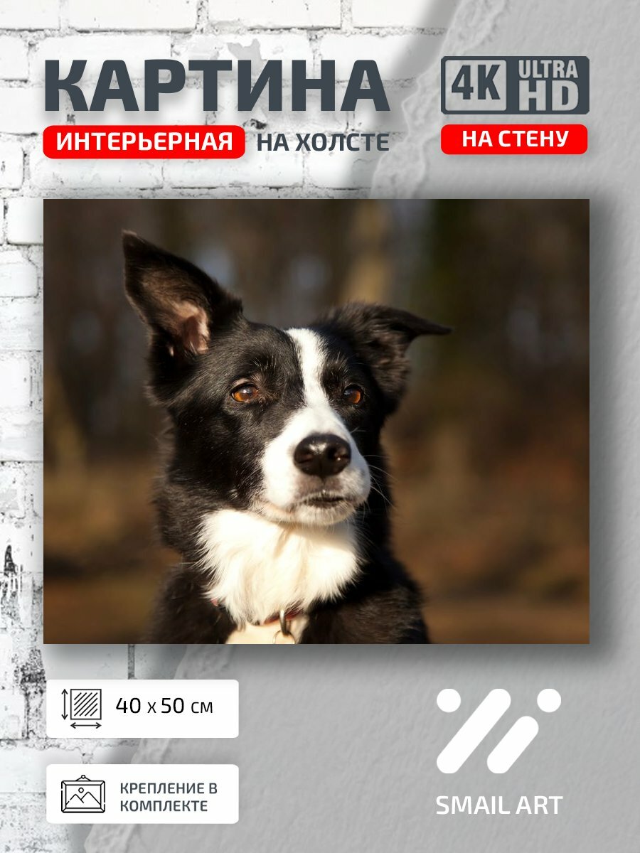 Картина на холсте интерьерная 40 на 50 на стену Пес Mood для студии атмосфера интерьер