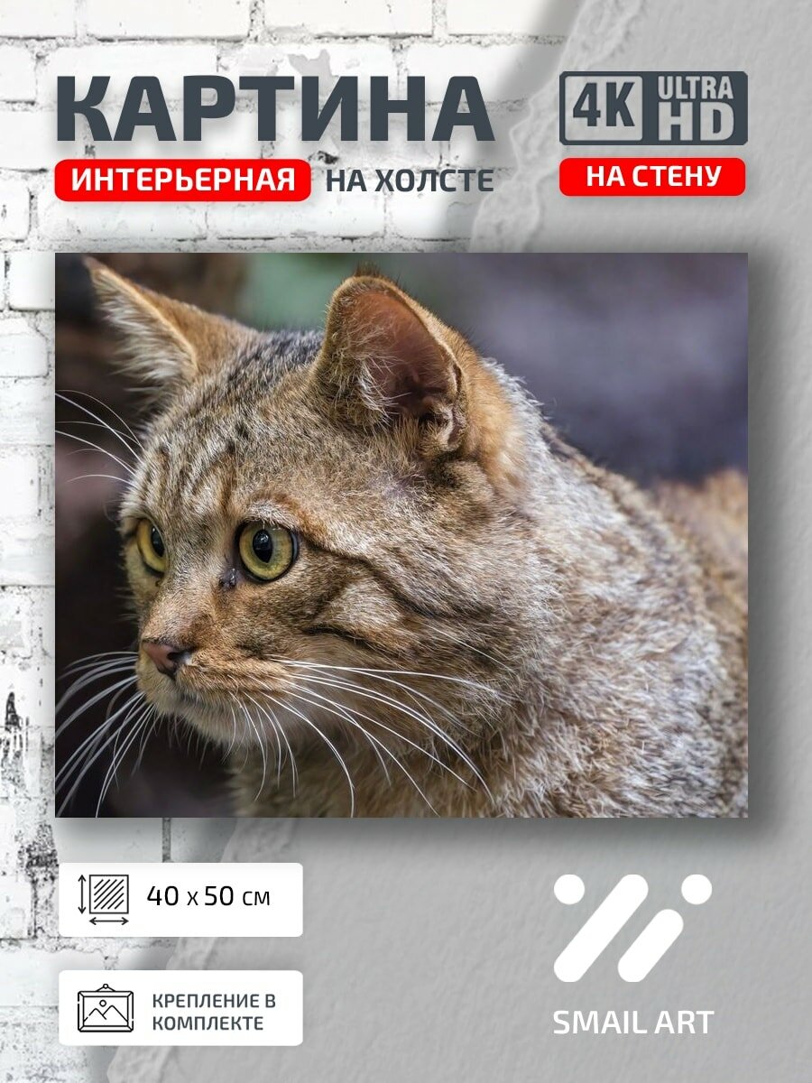 Картина на холсте интерьерная 40 на 50 на стену Животные Кот для студии атмосфера