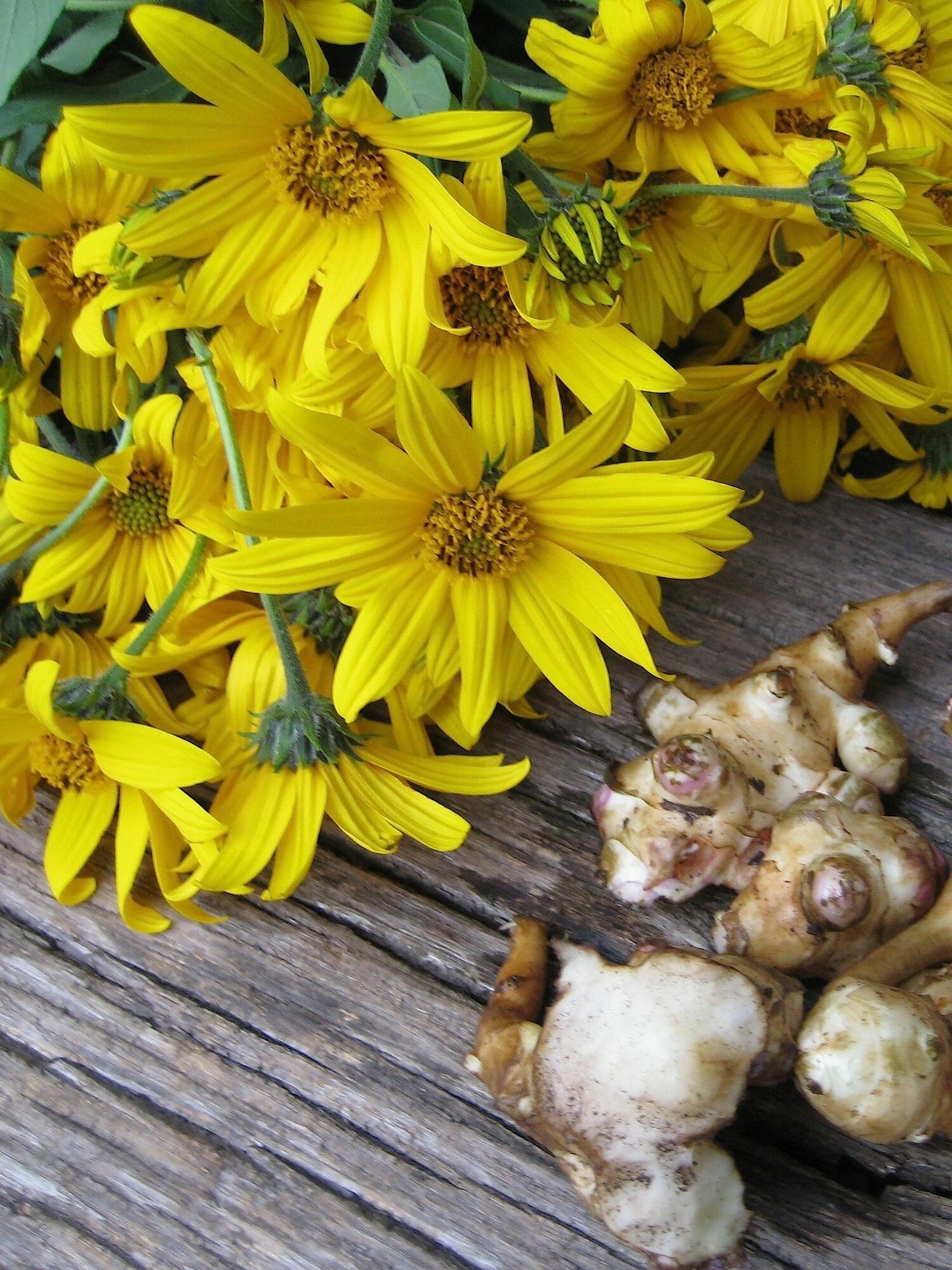 Топинамбур - Земляная Груша ( клубни для посадки 1 кг) / для дачи, сада, дома и балкон