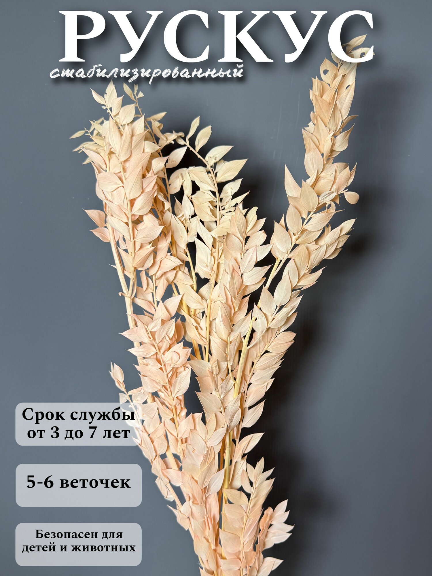 Рускус итальянский стабилизированный натуральный сухоцвет для декора