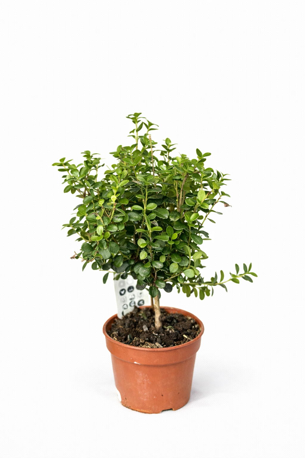 Мирт (Myrtus) 8см