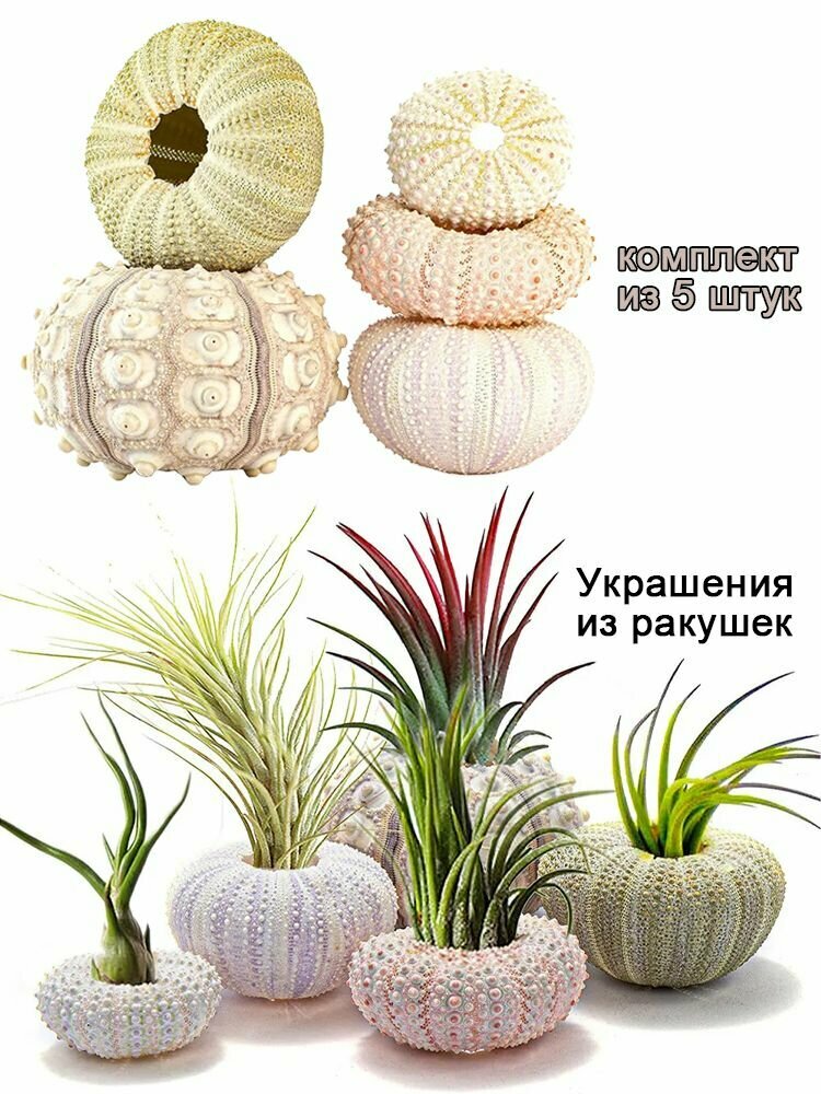 Раковина морского ежа Орнамент из ракушек и раковин , набор 5 шт, для стола, подвески и аквариума