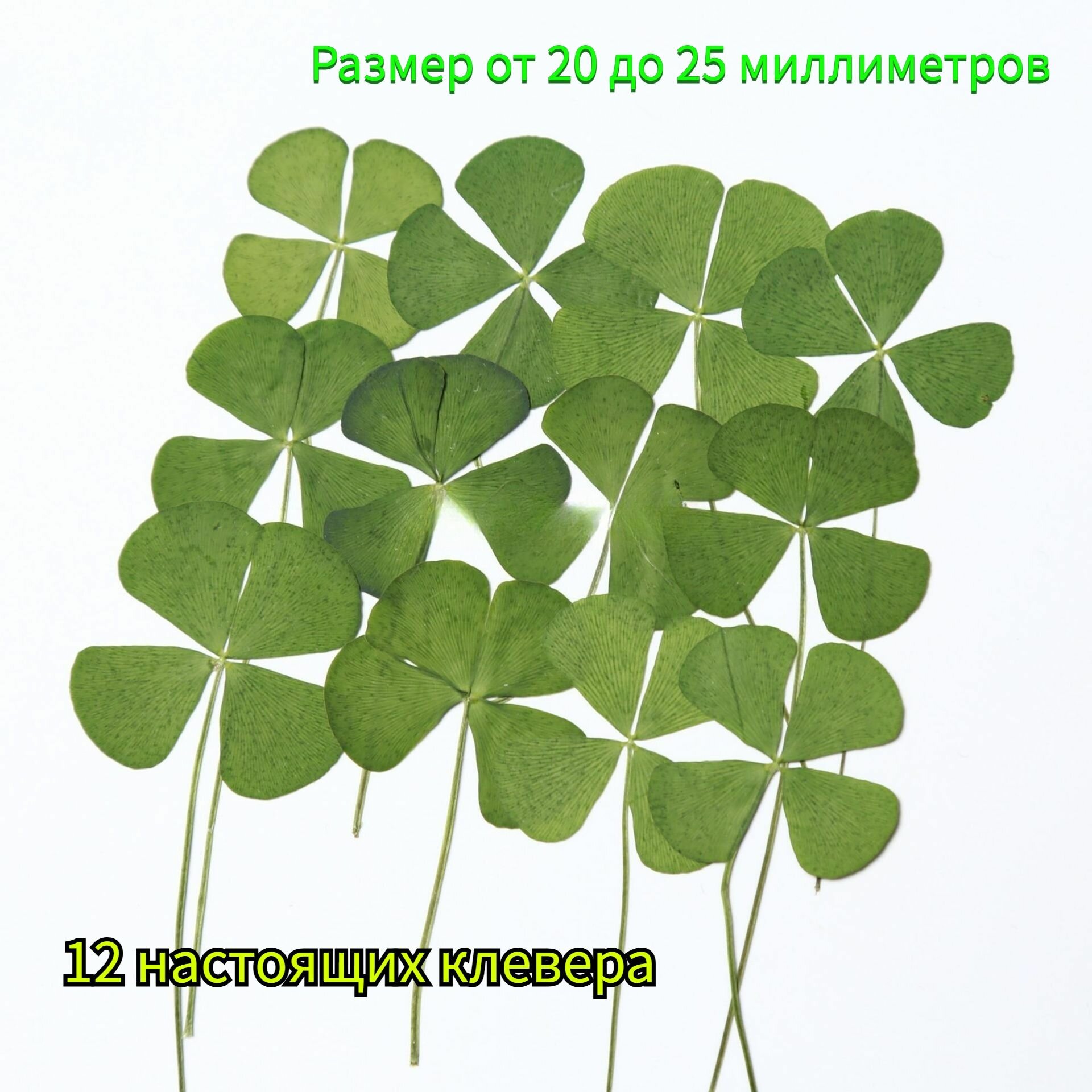 Натуральный четырехлистный клевер, сухие цветы-образцы, амулет удачи, сухой сохраненный