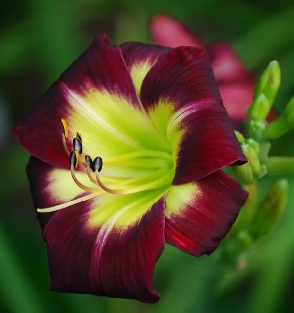 Лилейник Найт Бекон