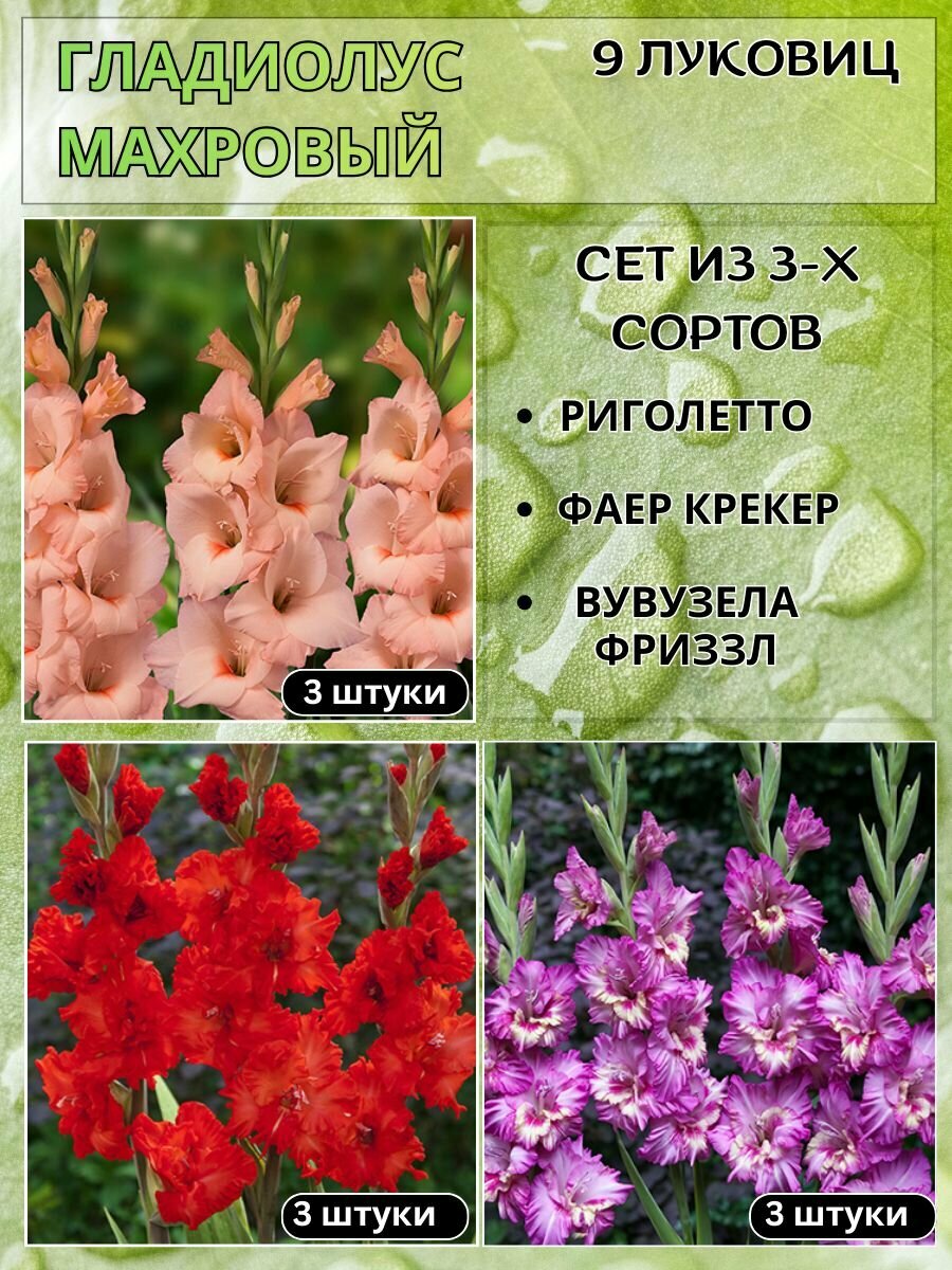 Гладиолусы, сет из 3-х сортов, 9 луковиц