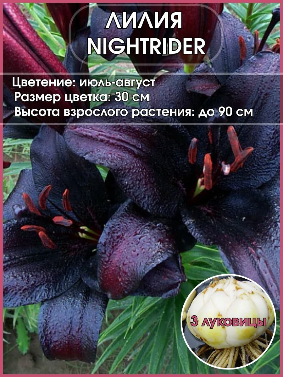 Лилия азиатская Найтрайдер, луковицы 3 штуки