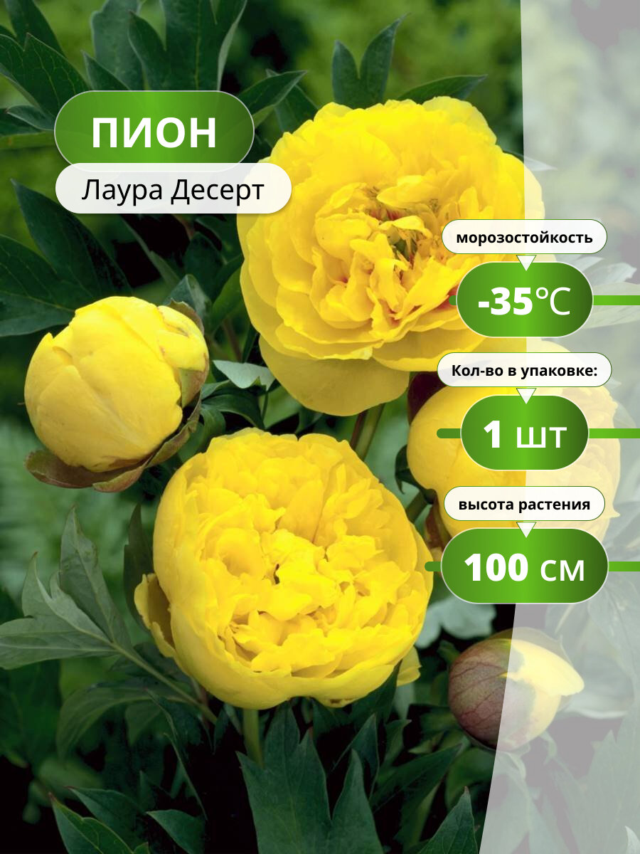 Пион Holland Bulb Market Лаура Десерт, многолетник, высота 100 см