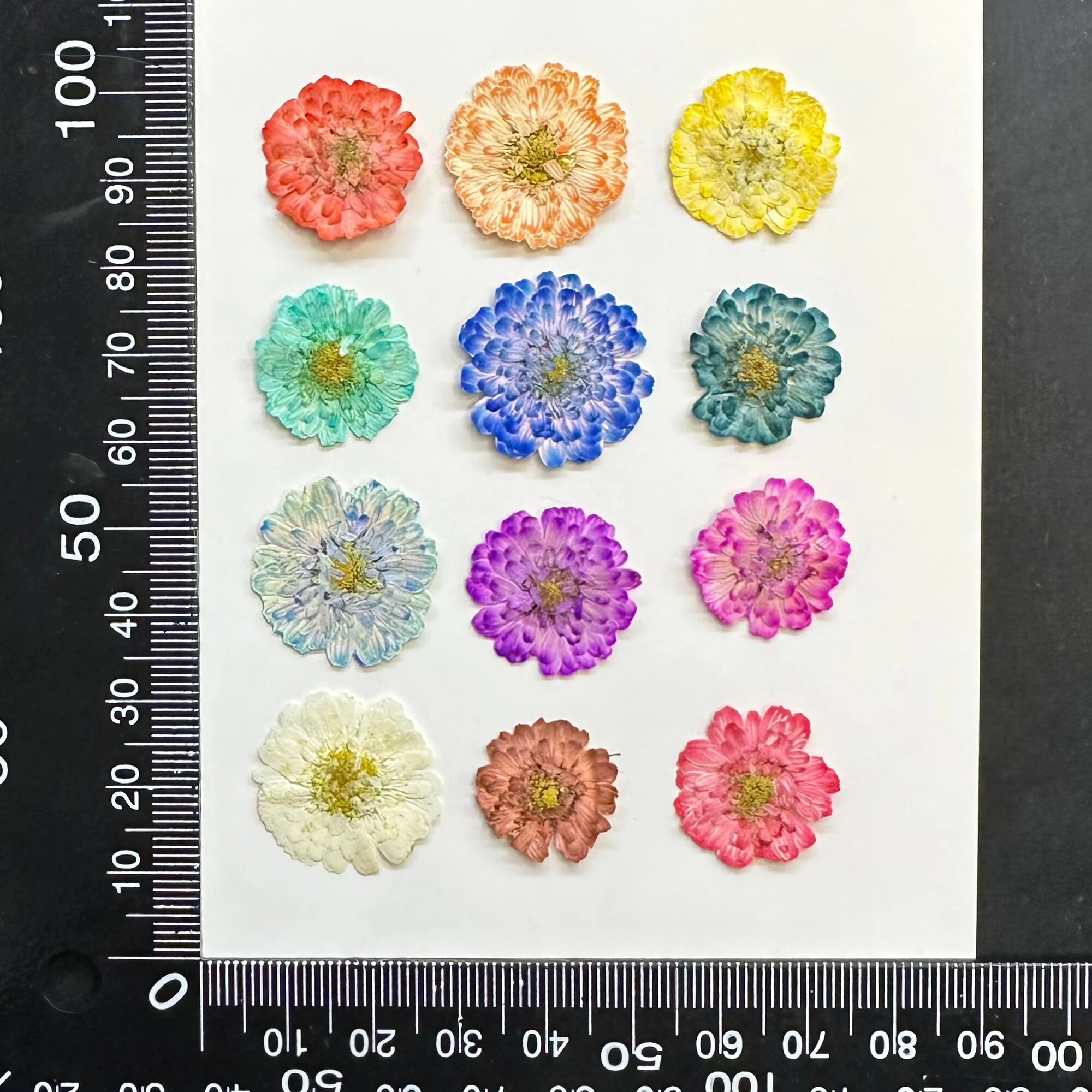 Сухие прессованные ромашки NYAConfetti 12 шт. random color mixing