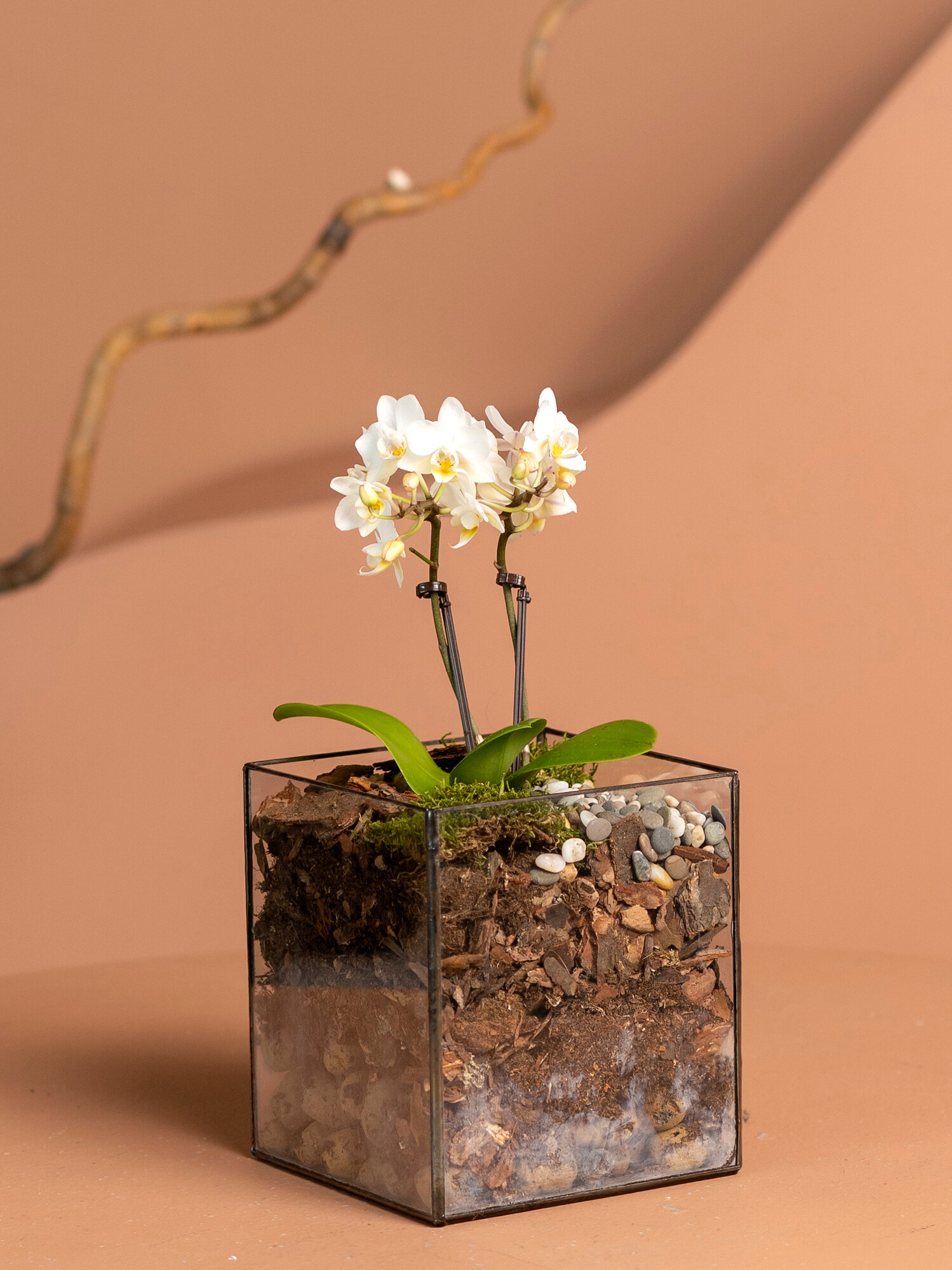 Geo Glass: Орхидея живая , стеклянное кашпо , подарок , комнатные растения
