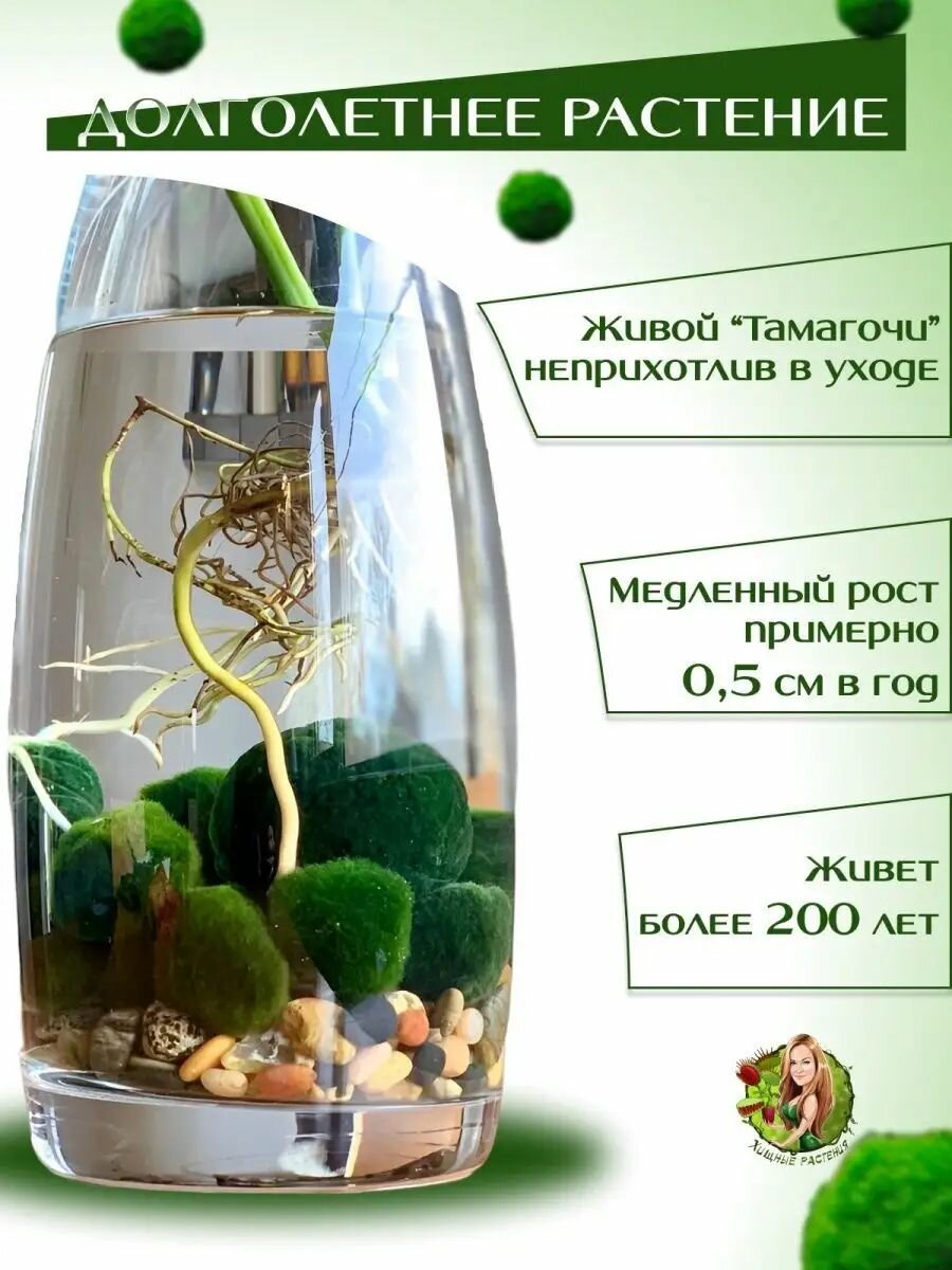 Милые шарики маримо, 1 шт.