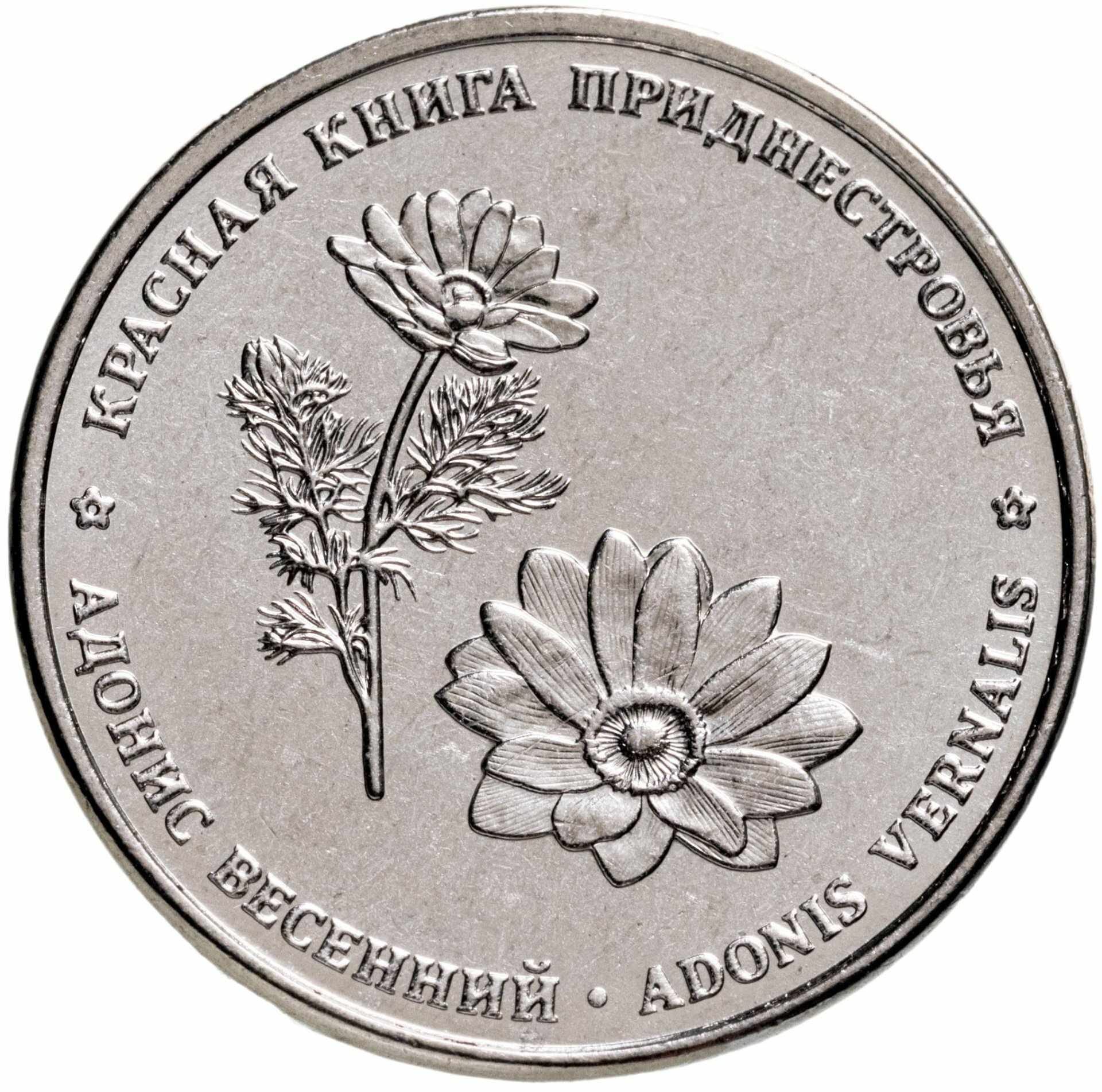 Приднестровье 1 рубль 2021 "Адонис весенний", Сталь с никелевым покрытием, в сохранности UNC