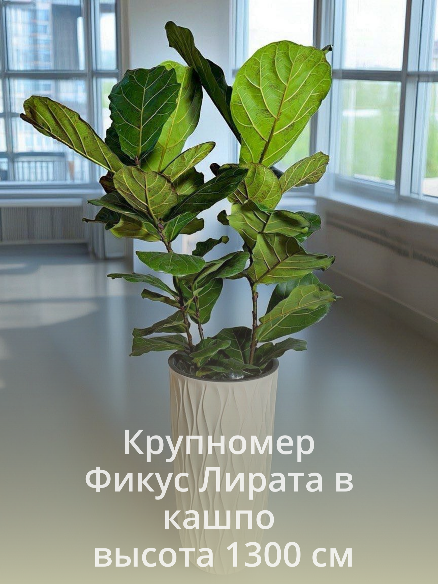 Фикус Лирата в белом кашпо, диаметр горшка 21 см, крупномер, 1300 см